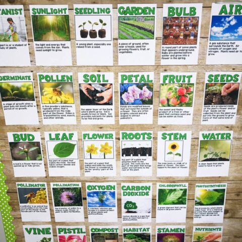 Seeds and Planting - Lucky Little Learners