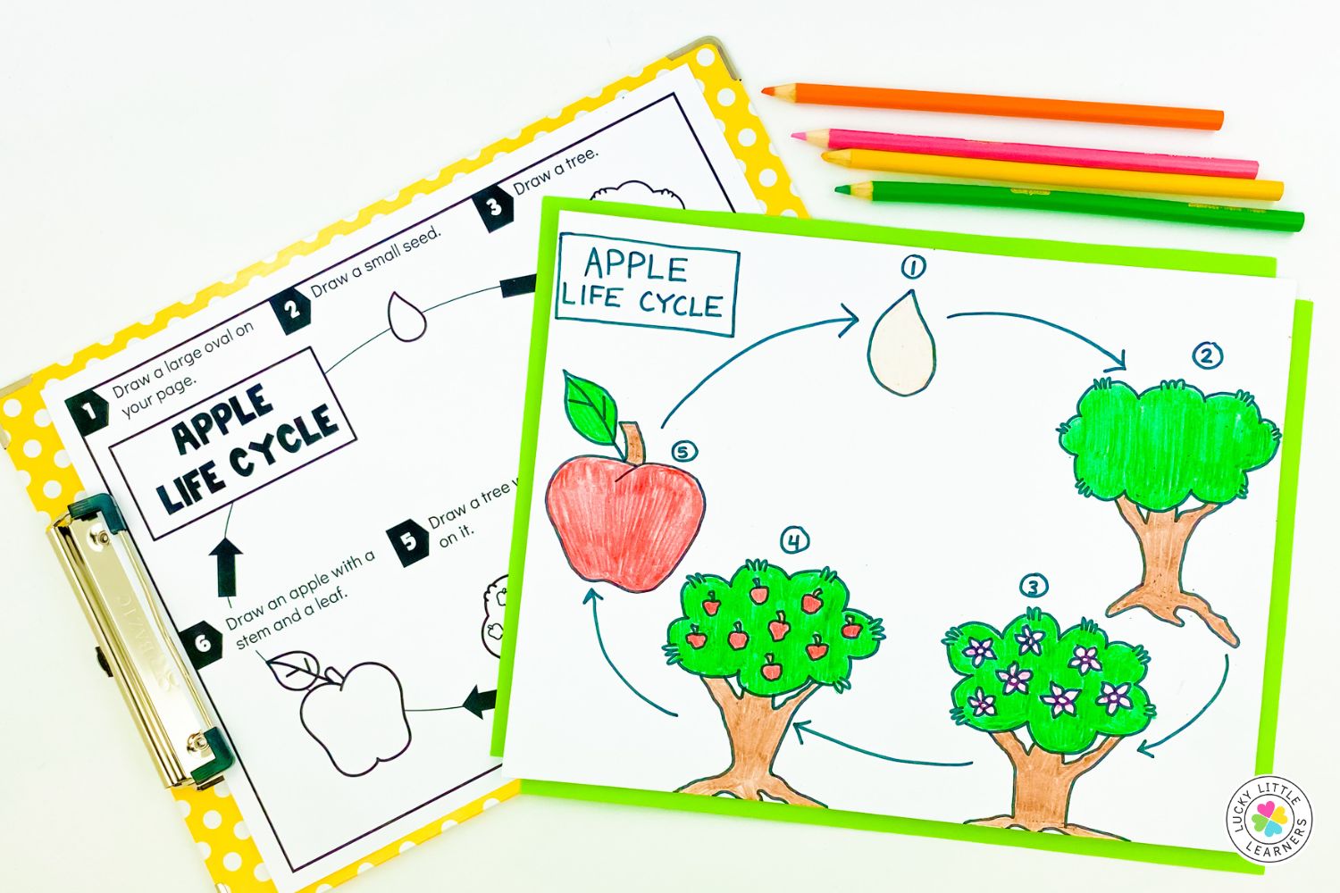 Johnny Appleseed Day for 1st Grade - Lucky Little Learners